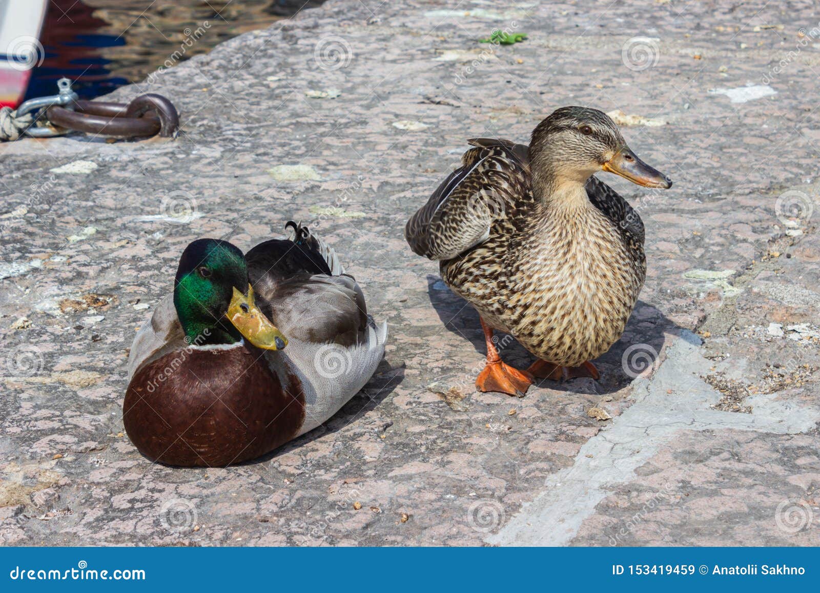 Ducks on the dock. stock image. Image of chesapeake - 153419459