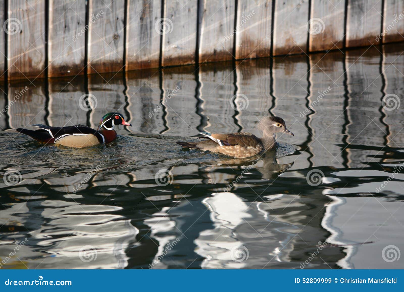 Ducks at the dock stock image. Image of mates, ducks - 52809999