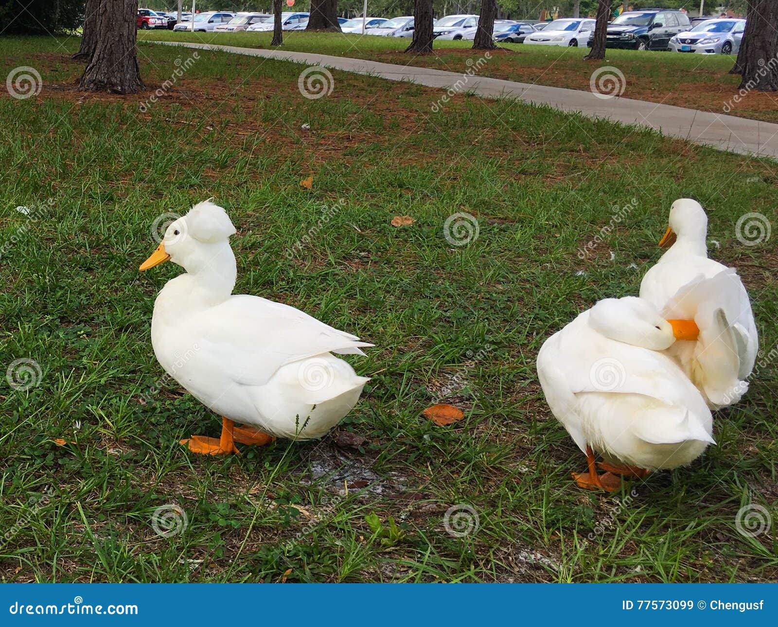 Ducks stock image. Image of fauna, crane, duck, isib - 77573099