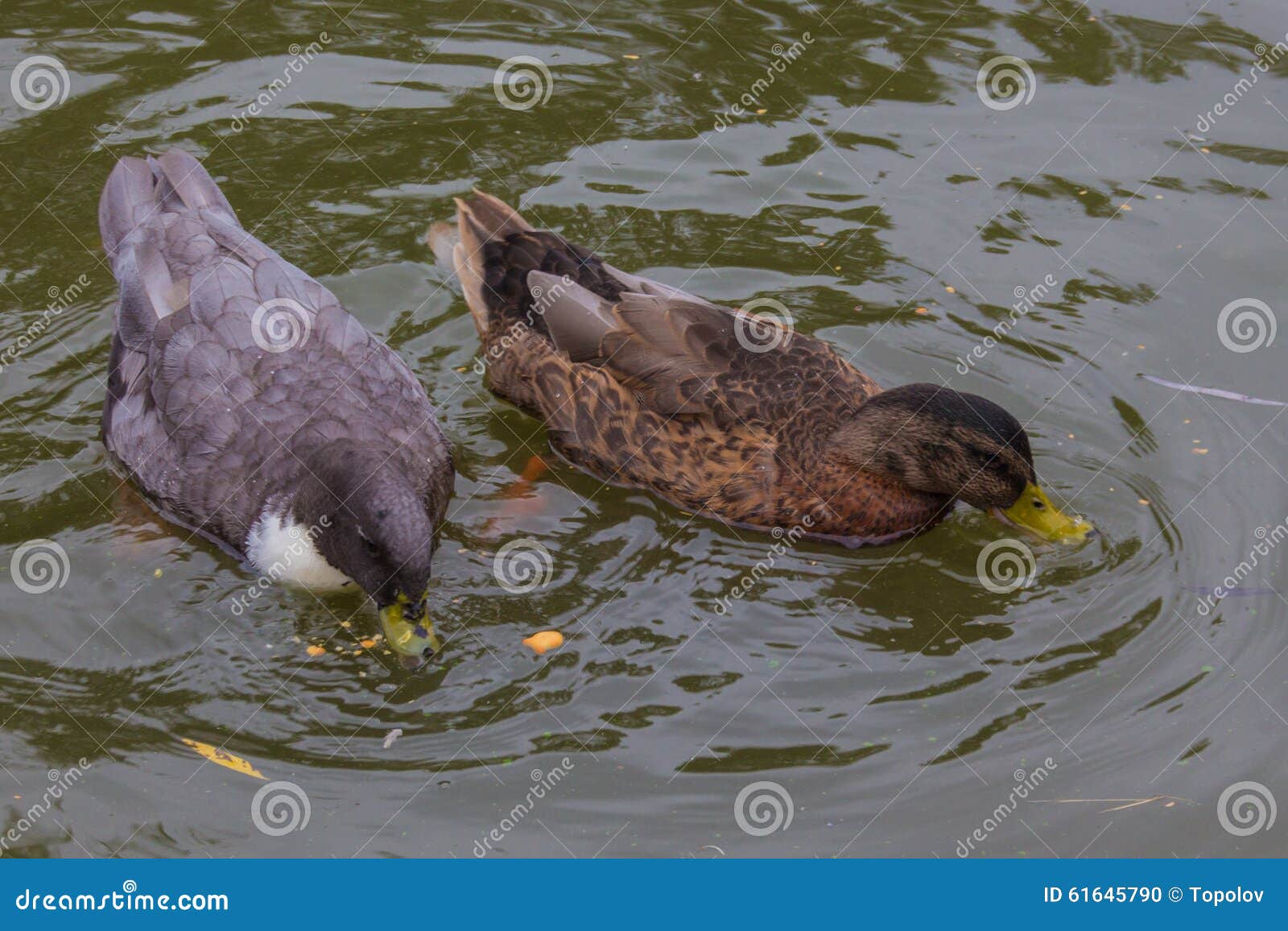 Ducks stock photo. Image of fowl, anserine, bird, lake - 61645790