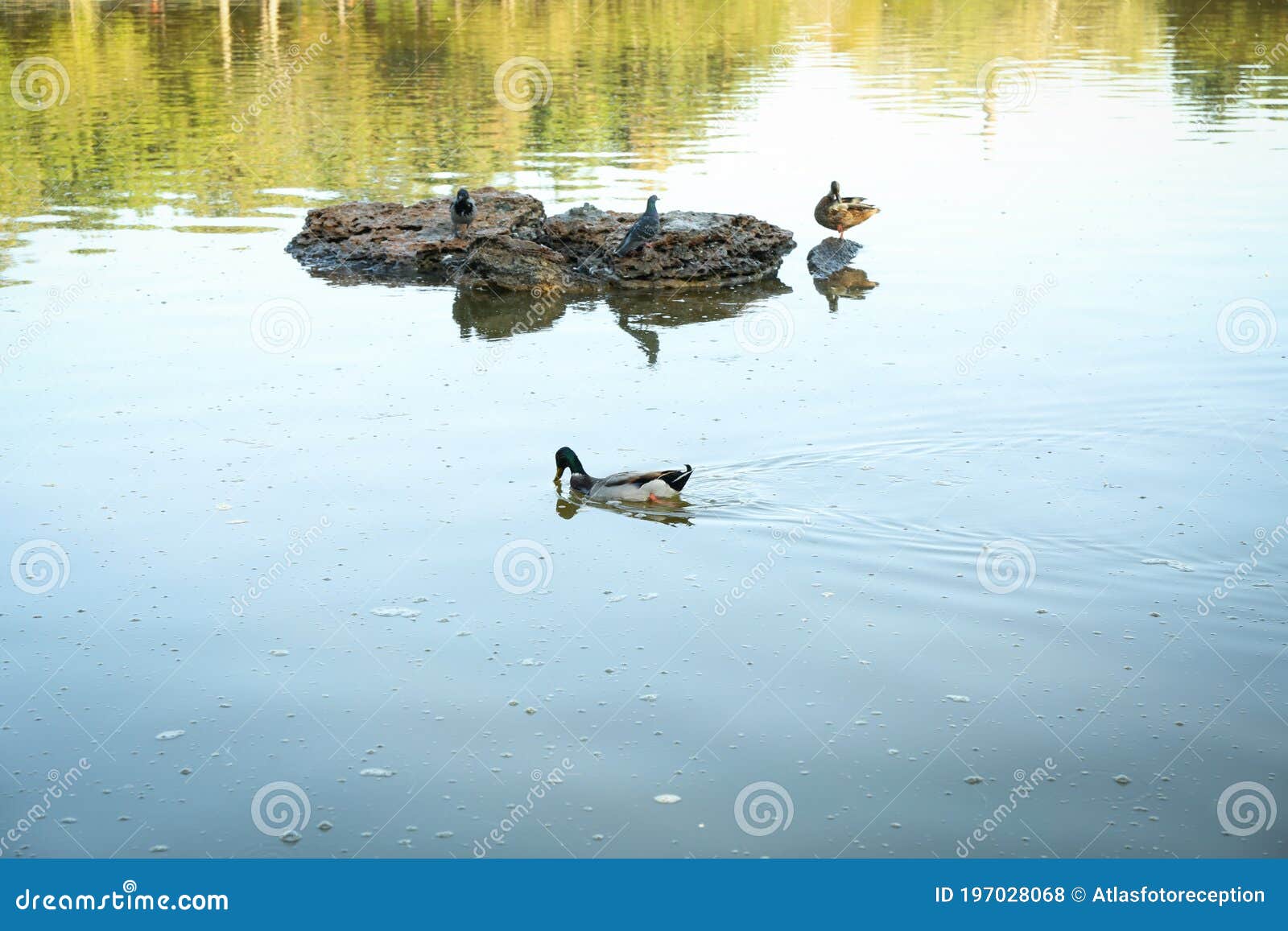 Ducks and Dove Sitting on Stone in Lake Stock Photo - Image of ...