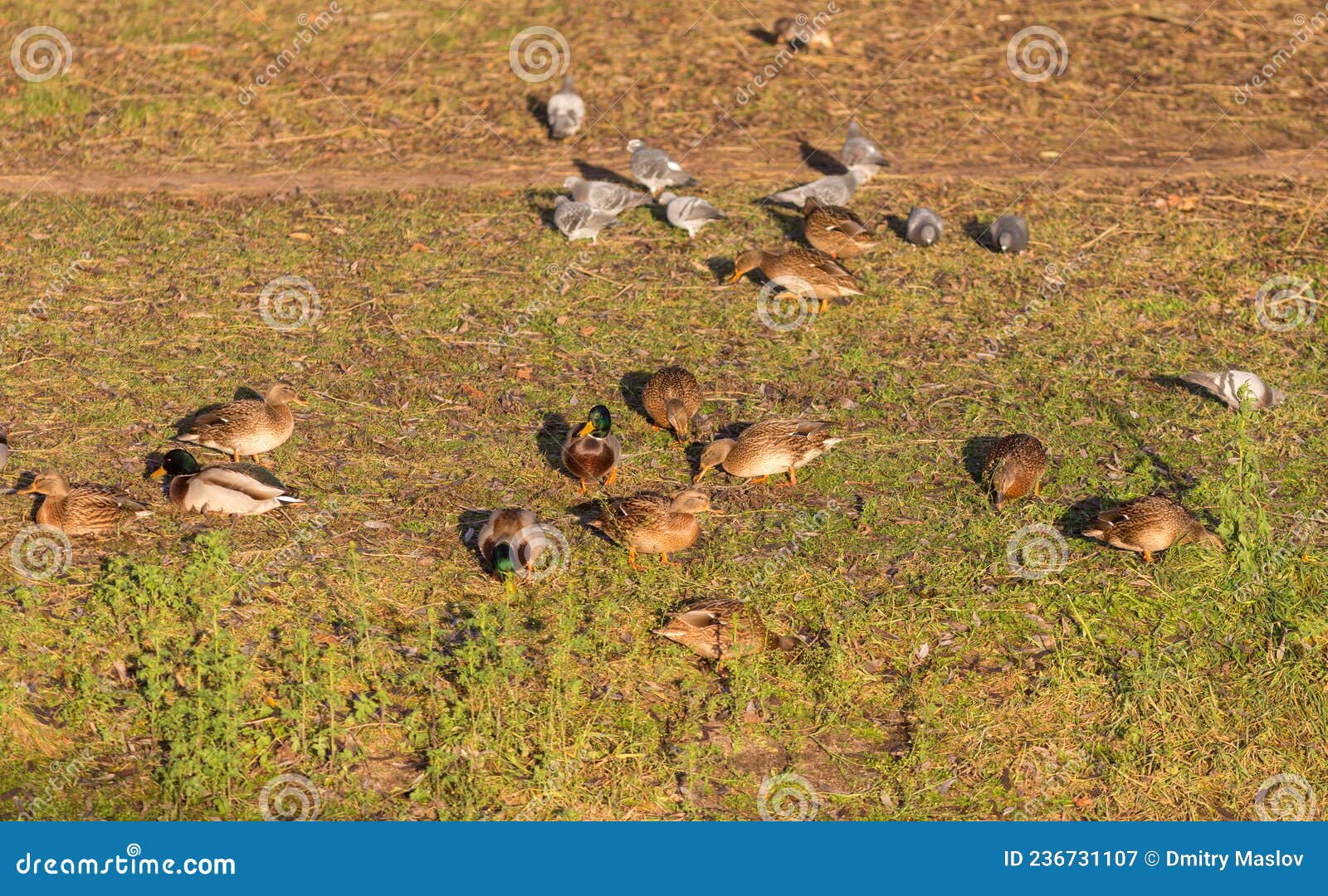 Ducks and Doves in the Park Stock Image - Image of ducks, park: 236731107