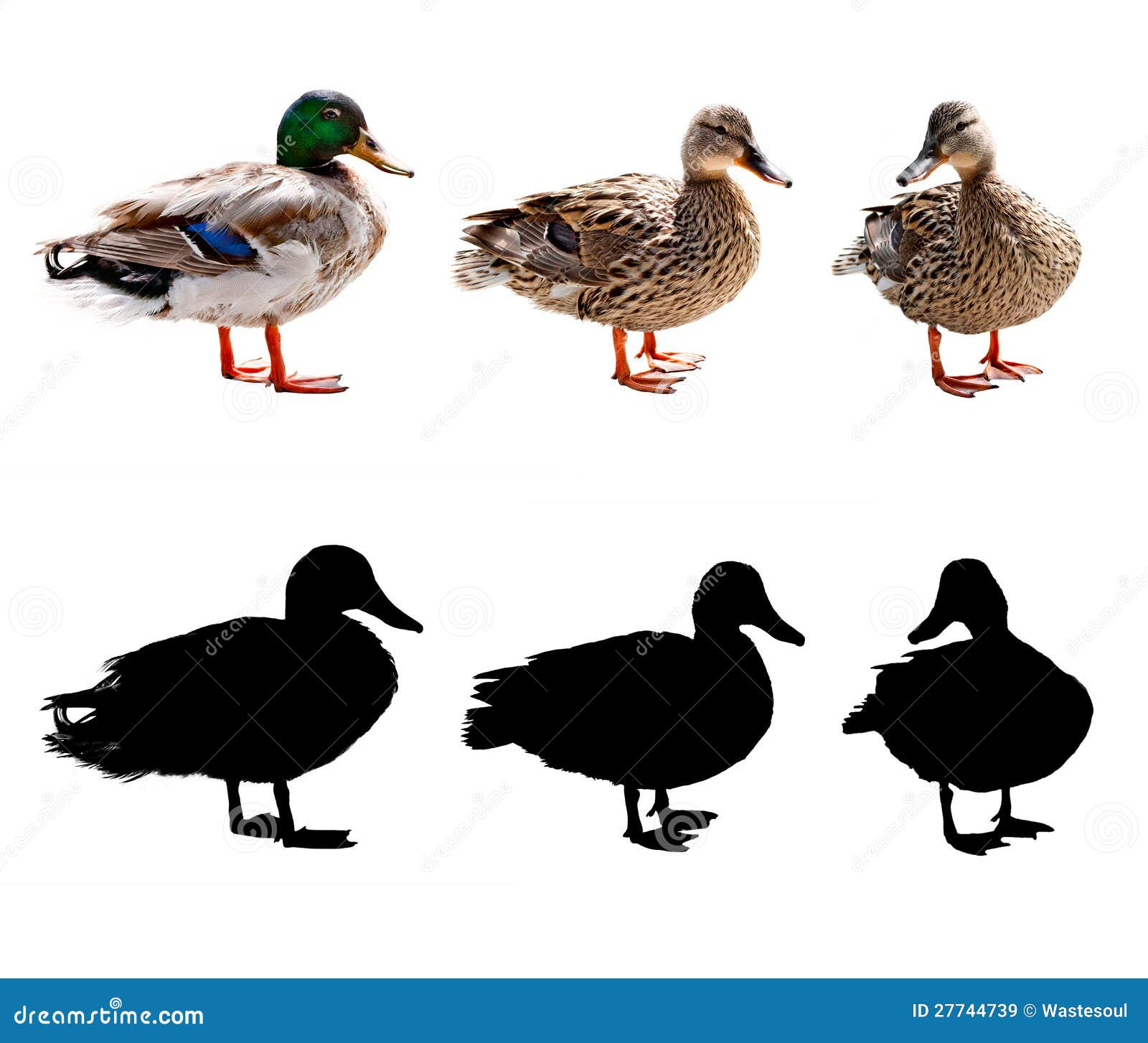 Ducks and drake stock image. Image of animal, drake, beak - 27744739