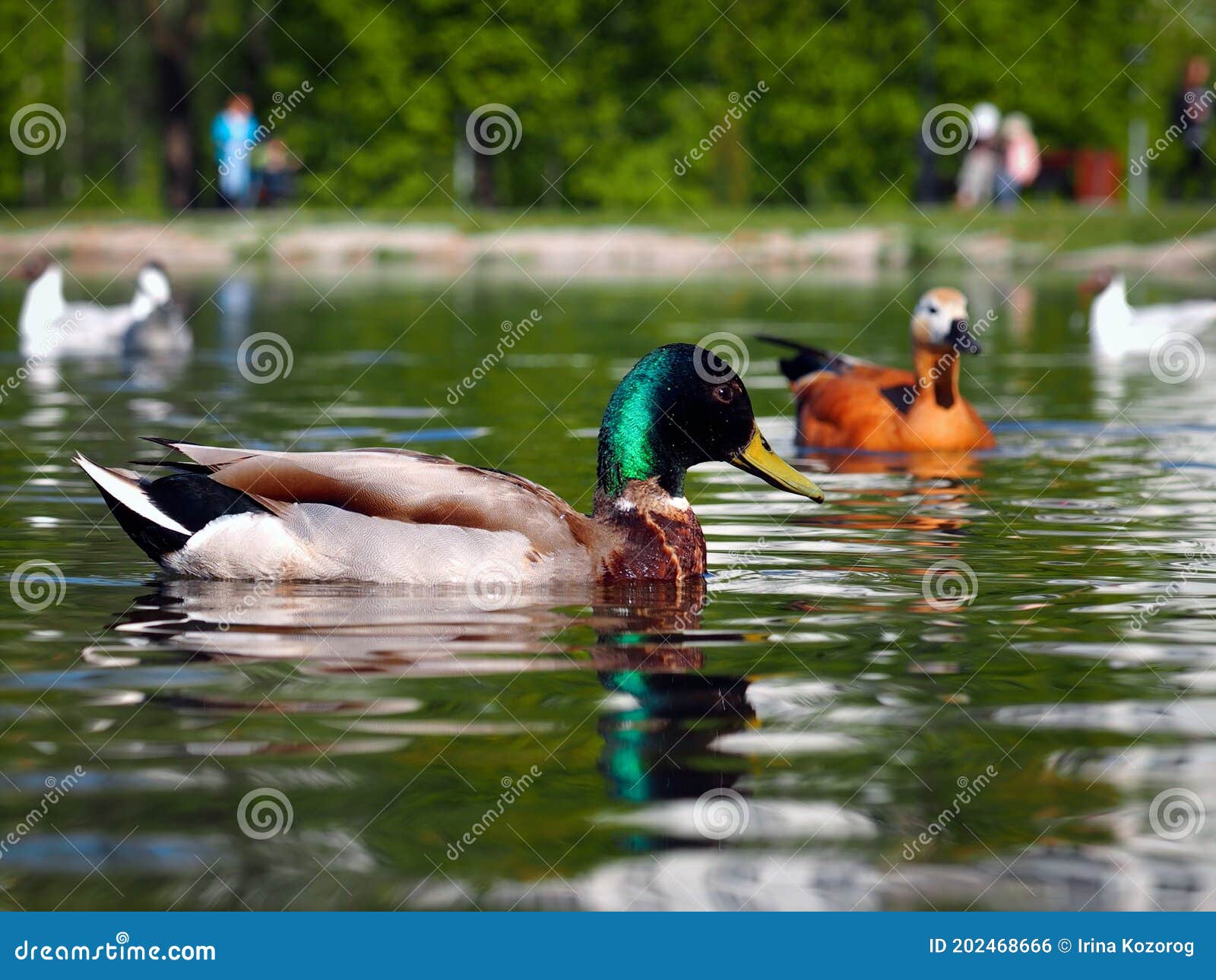 Ducks Drake Beautiful. Floating on the Water Birds Stock Photo - Image ...