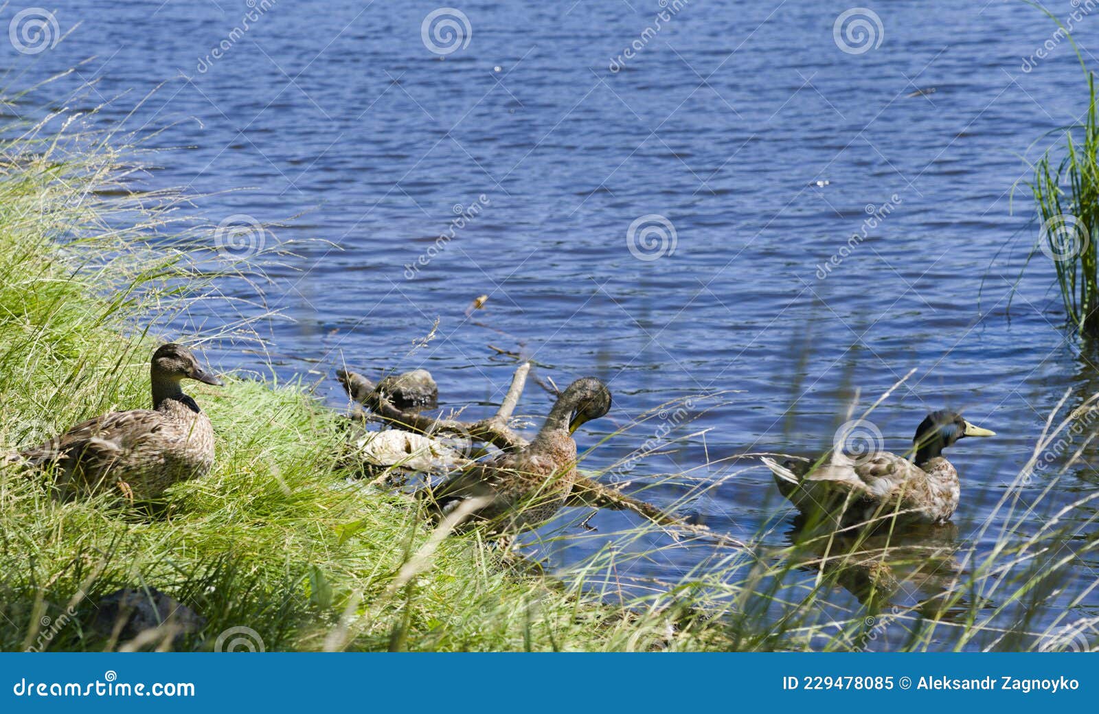 Ducks and drake stock image. Image of duck, marsh, waterbird - 229478085