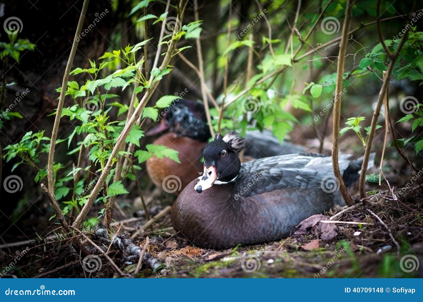 Ducks. stock photo. Image of bird, nesting, beauty, green - 40709148