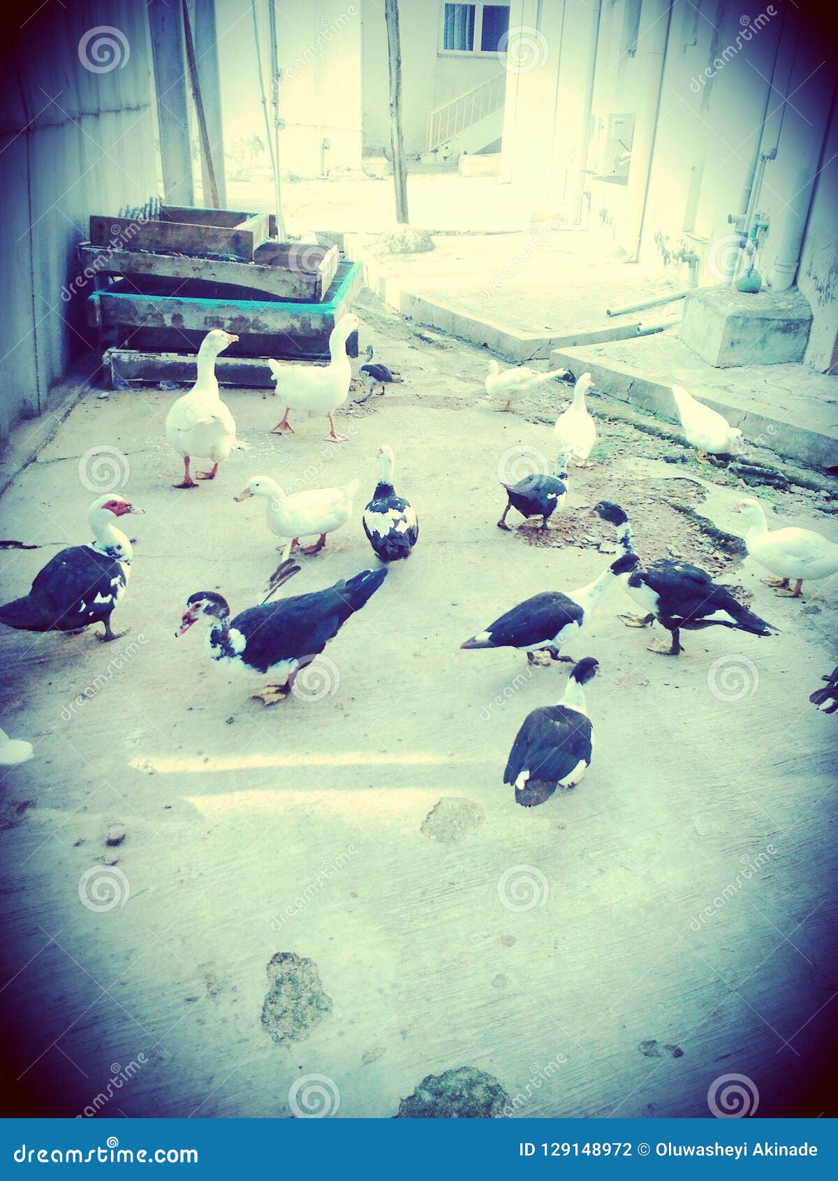 Ducks stock photo. Image of saerching, feedducks, motion - 129148972