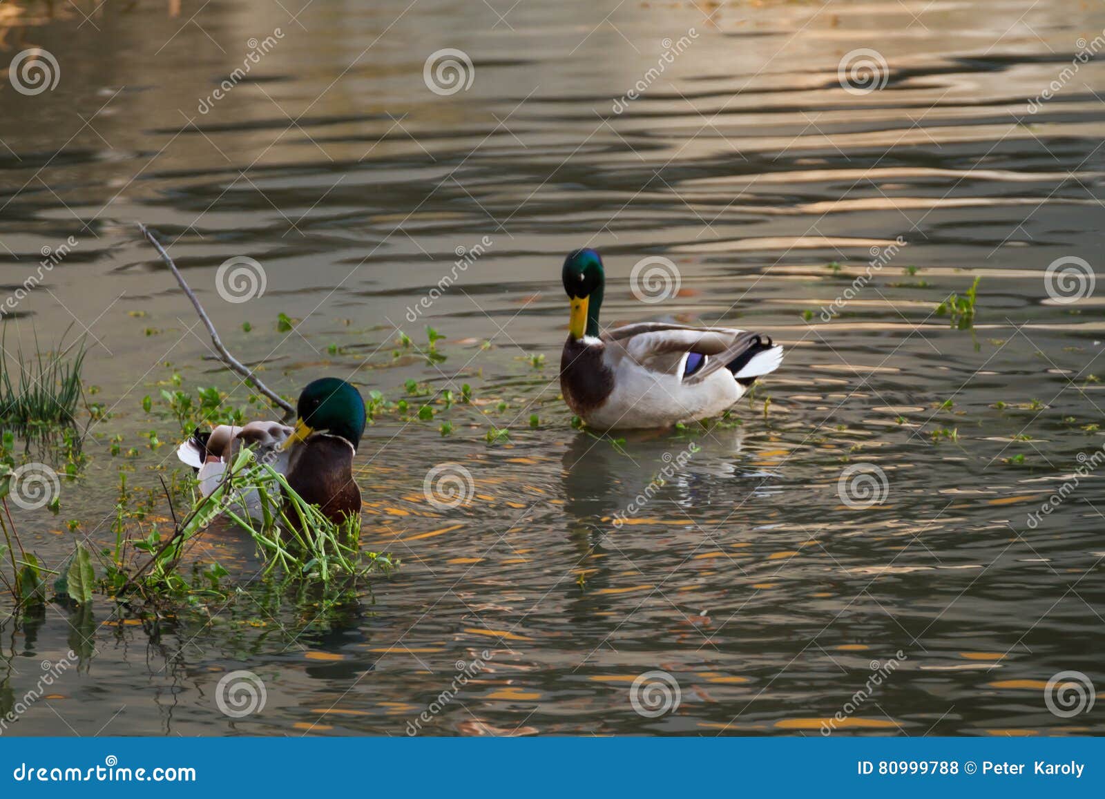 Ducks stock photo. Image of water, summer, duck, beautiful - 80999788