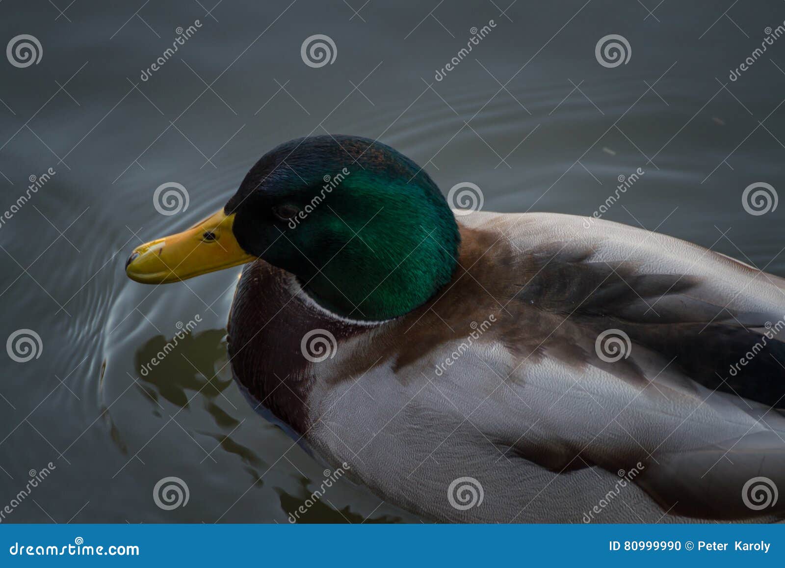 Duck With Shiny Brown Feathers And White Neck Stock Photo ...