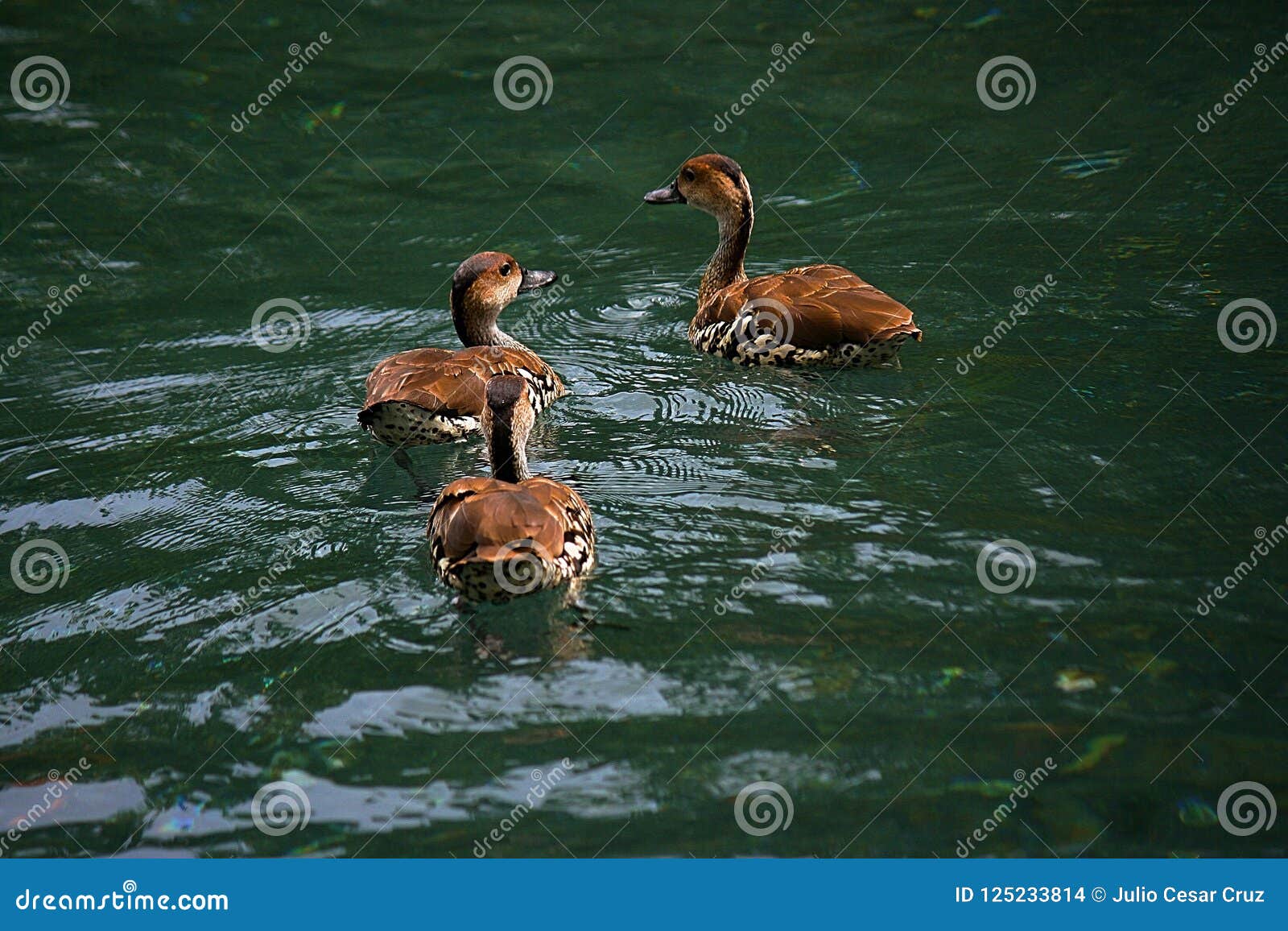 3 ducks stock photo. Image of water, caribbean, ducks - 125233814