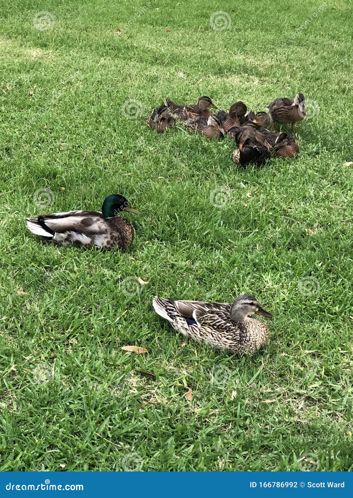 Ducks with ducklings stock photo. Image of ducks, sitting - 166786992