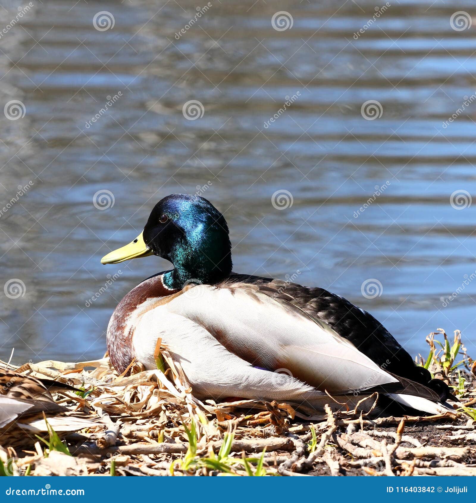 Ducks stock photo. Image of fresh, park, blue, tree - 116403842