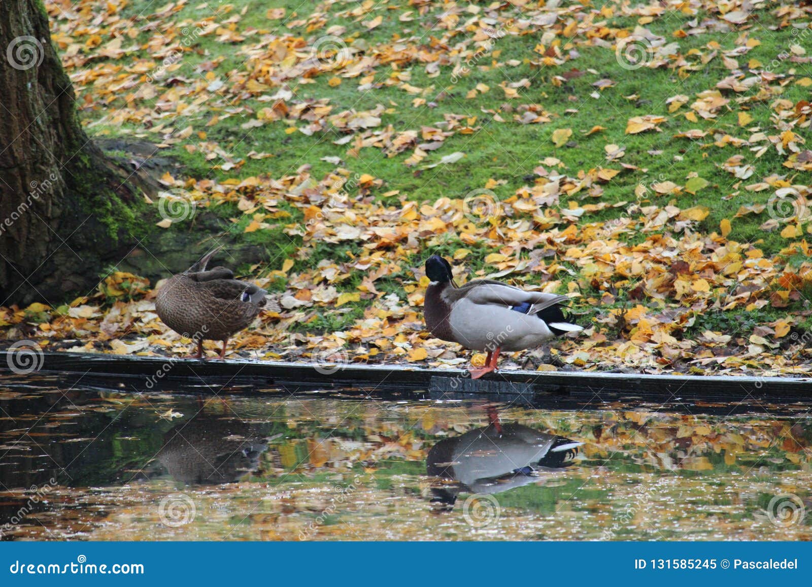 Ducks stock image. Image of birds, duck, grass, bird - 131585245