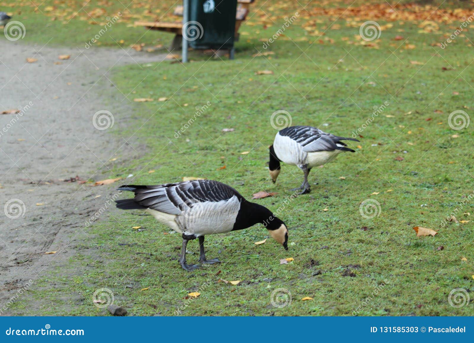 Ducks stock image. Image of poultry, water, animal, outdoors - 131585303