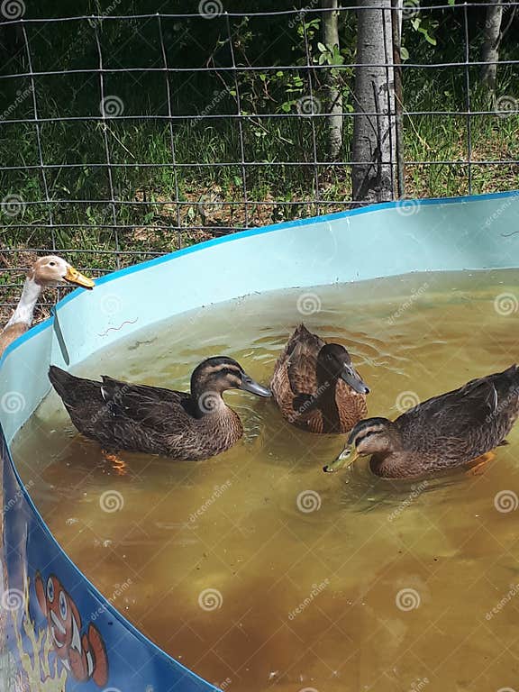 Ducks stock photo. Image of pool, quack, splash, swimming - 122942620