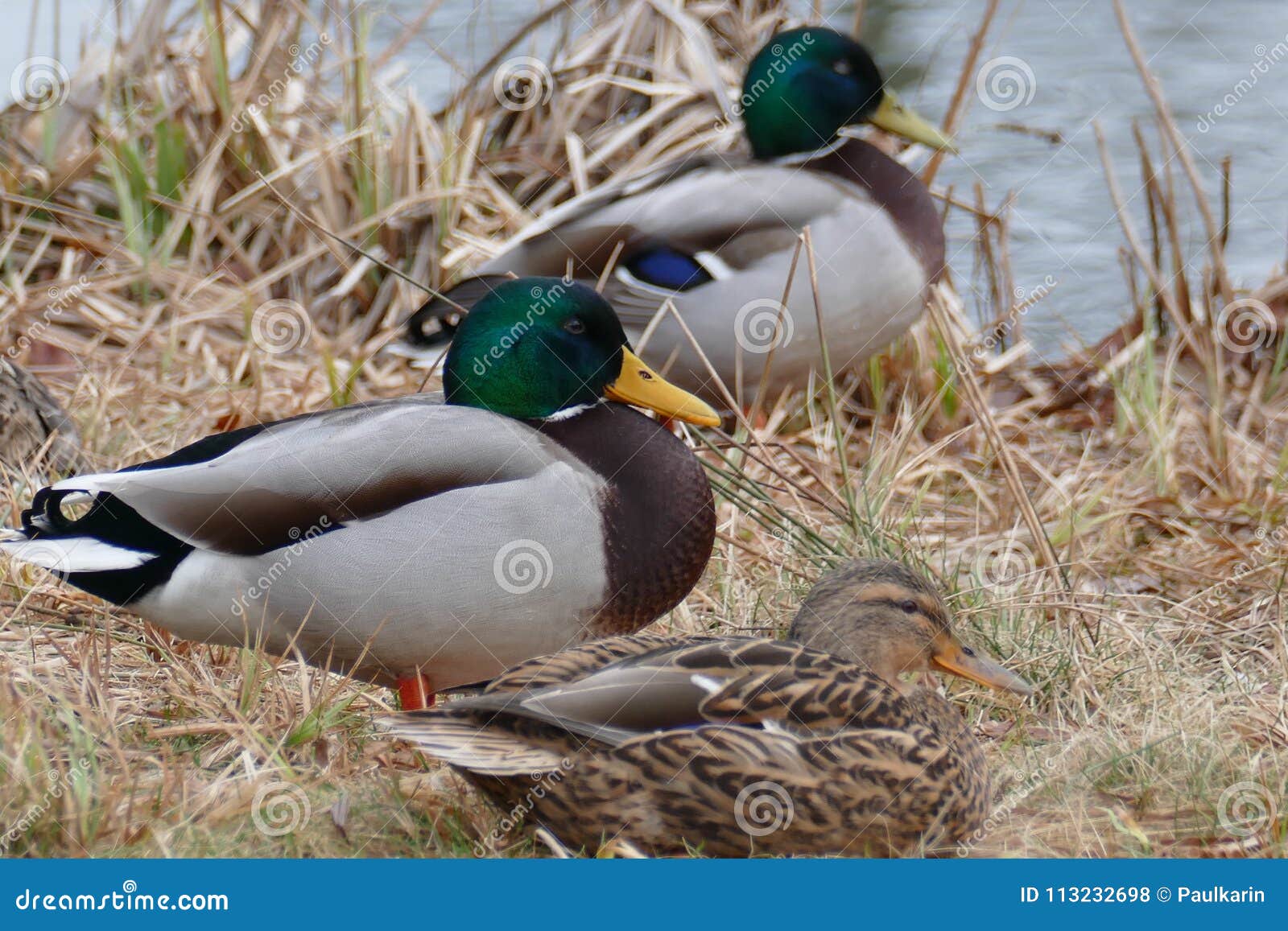 Ducks. stock photo. Image of belgium, nature, fauna - 113232698