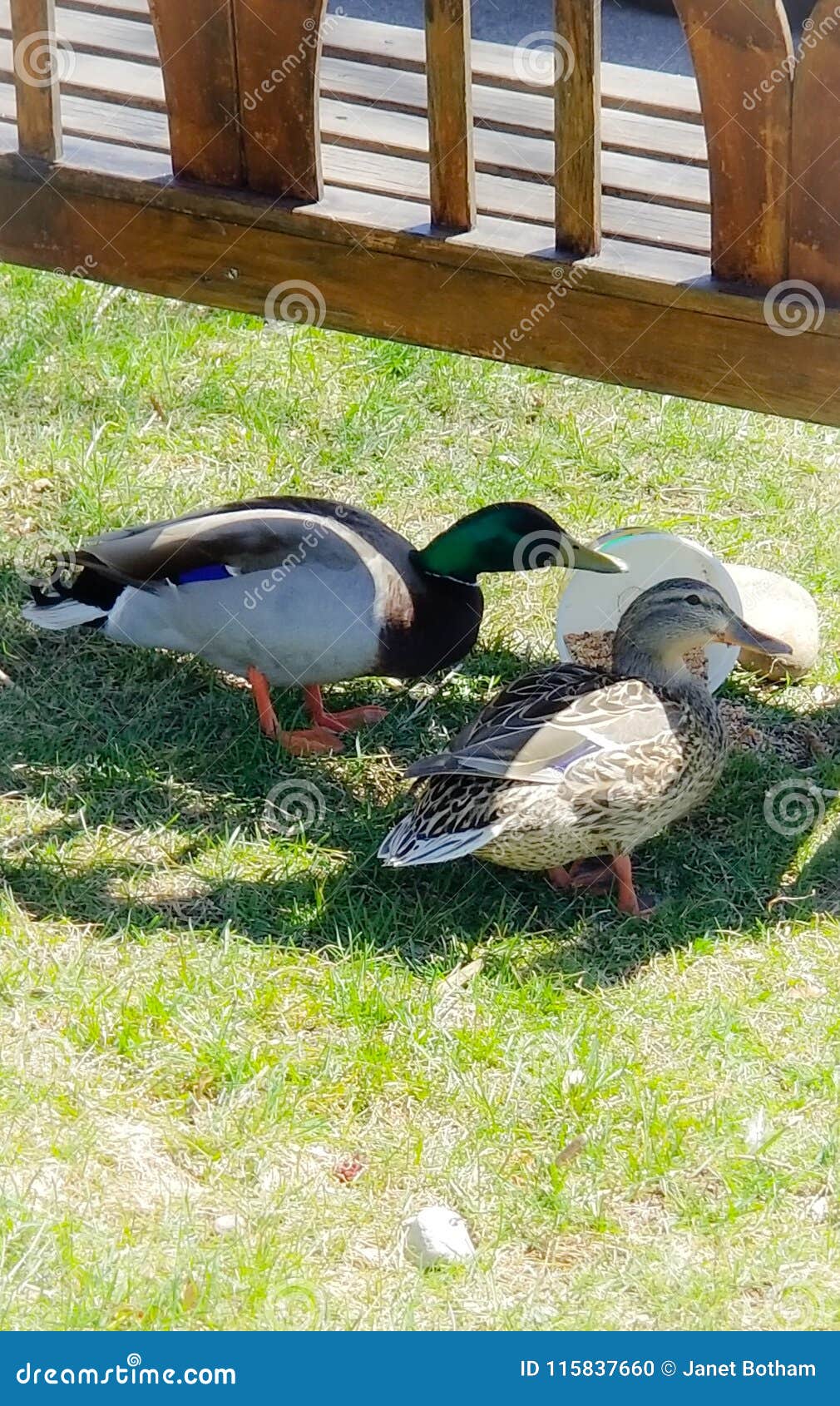 Ducks together stock photo. Image of feeding, eating - 115837660