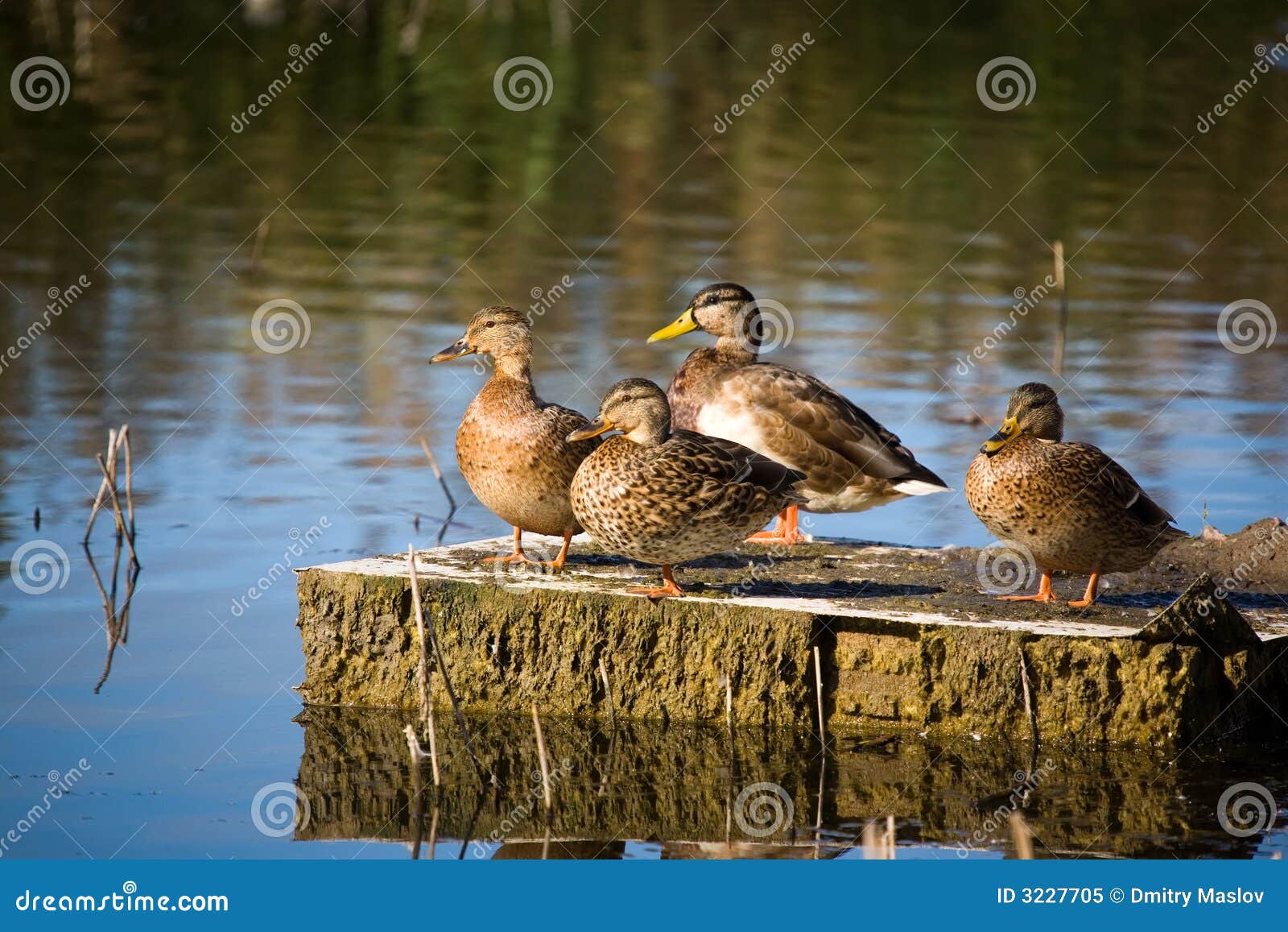 Ducks and ecology stock image. Image of mallard, ornithology - 3227705