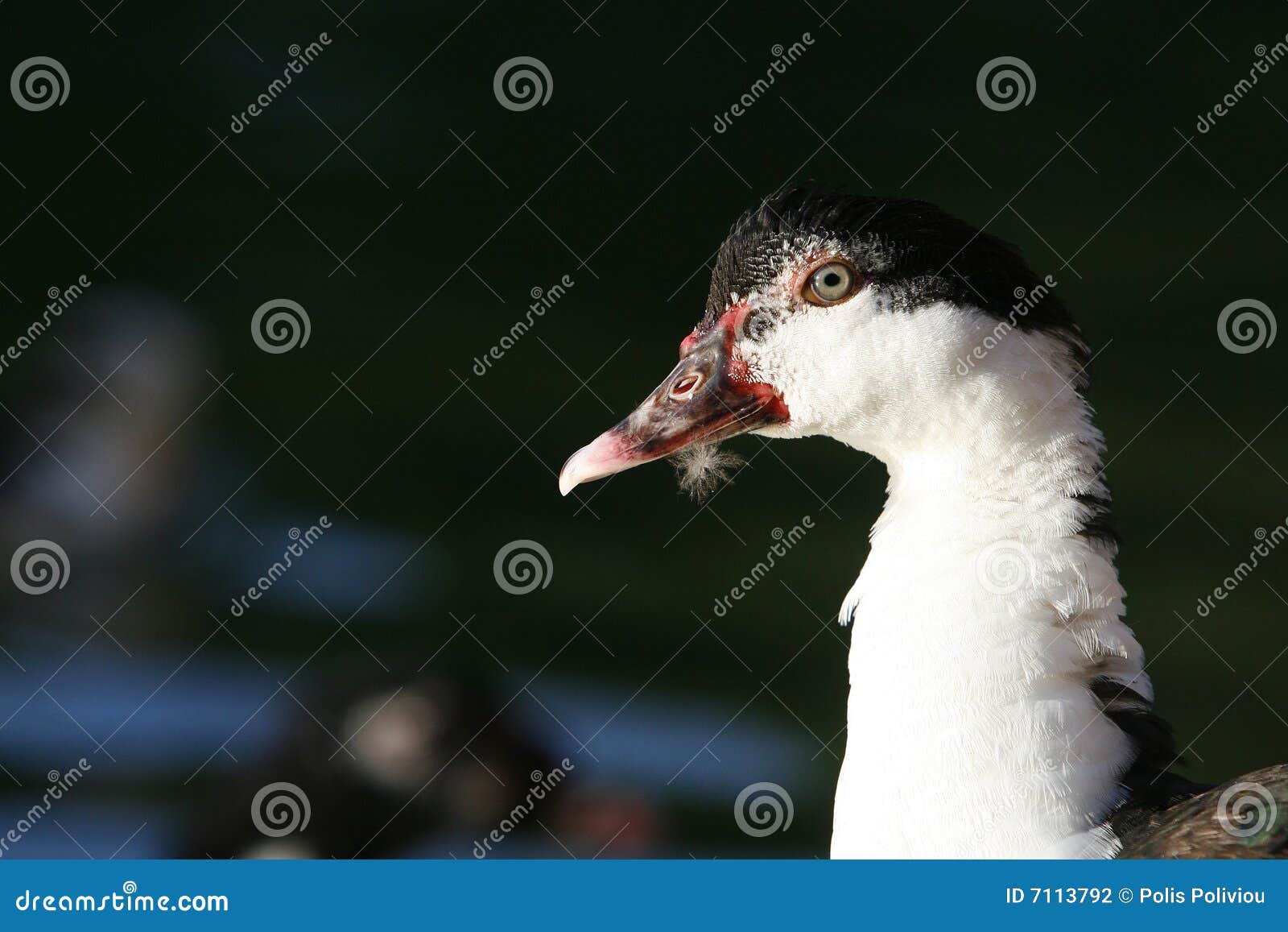 Ducks face stock photo. Image of freedom, feathered, natural - 7113792
