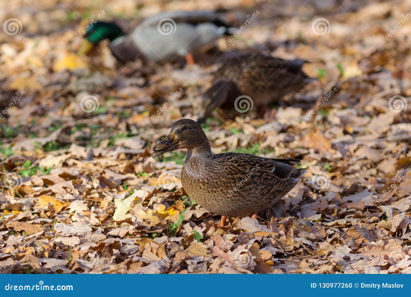 Ducks in the fall stock photo. Image of female, male - 130977260
