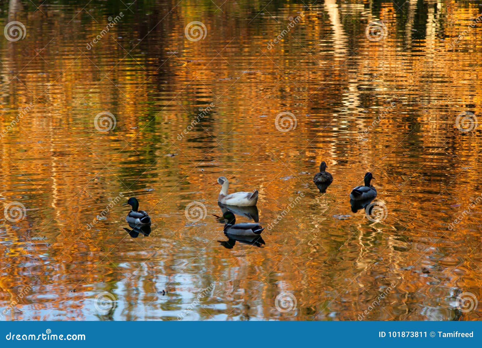 Ducks on Fall Reflection Pond Stock Image - Image of trees, fall: 101873811
