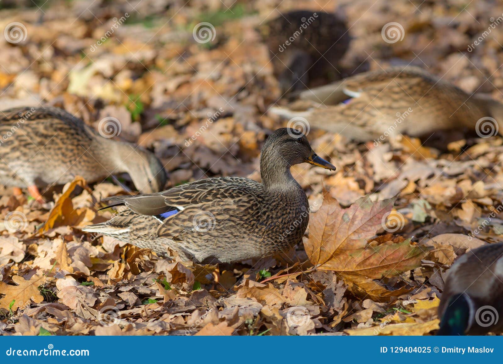 Ducks among fallen leaves stock image. Image of mallard - 129404025