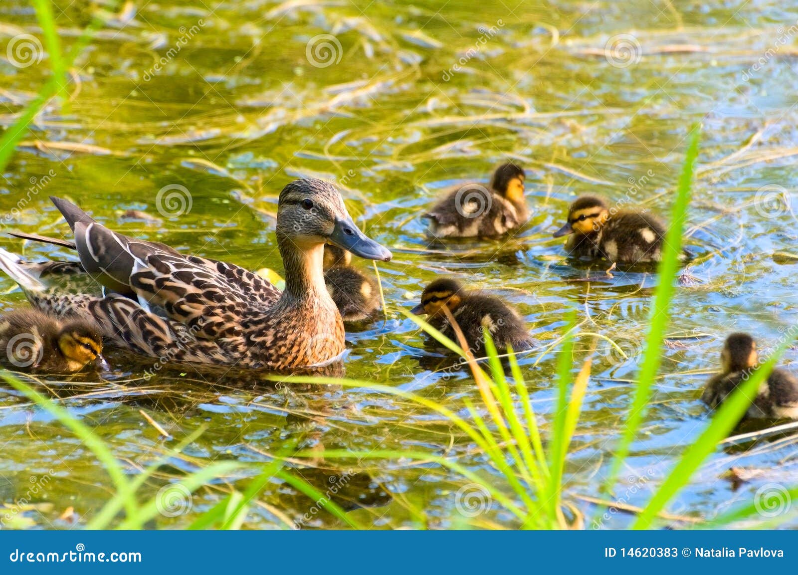 Ducks family stock image. Image of animal, beak, wildlife - 14620383
