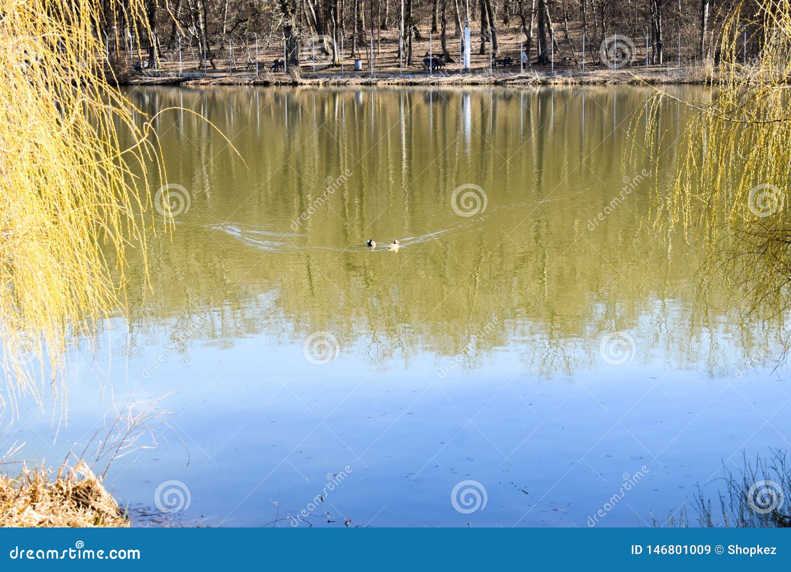 Ducks Family on the Park Lake in a Sunny Spring Day Stock Image - Image ...