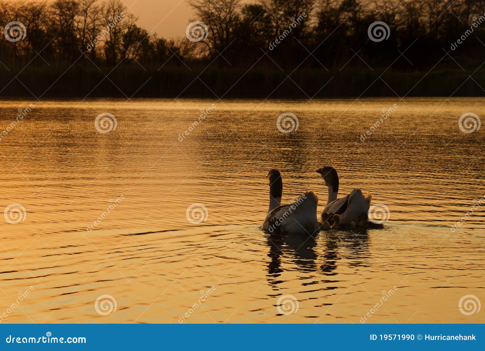 Ducks Family Swimming during the Sunset Stock Photo - Image of sunset ...