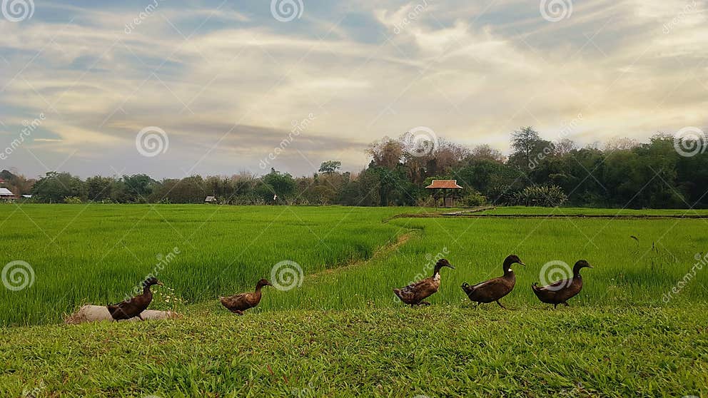 Ducks in the Farm with Beautiful Sky Stock Image - Image of view, farm ...