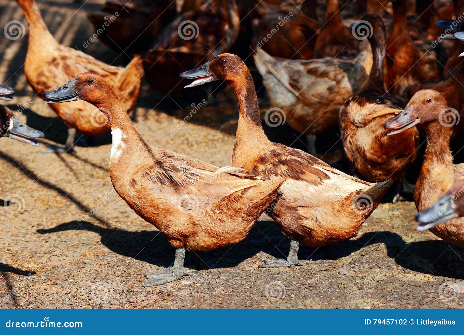 Ducks in farm. stock photo. Image of animals, domestic - 79457102