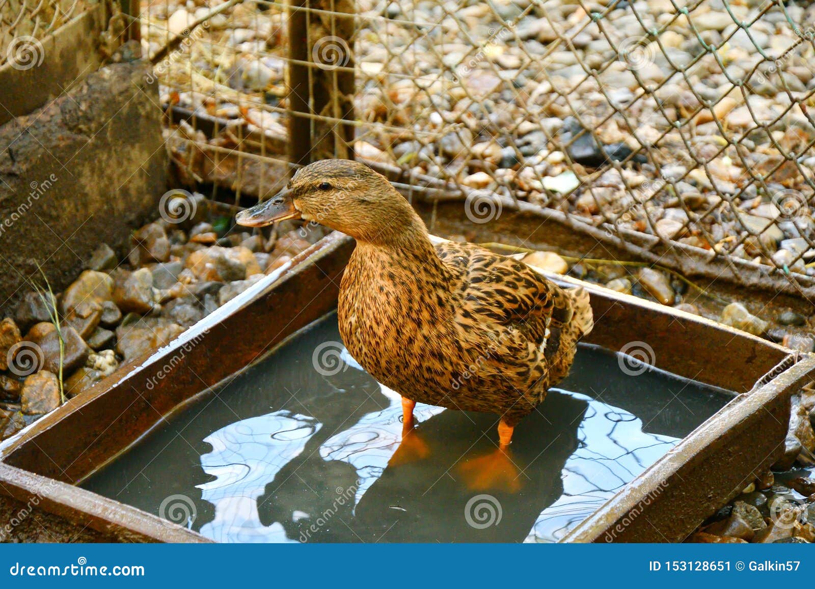 Ducks at the farm stock image. Image of barton, breeding - 153128651