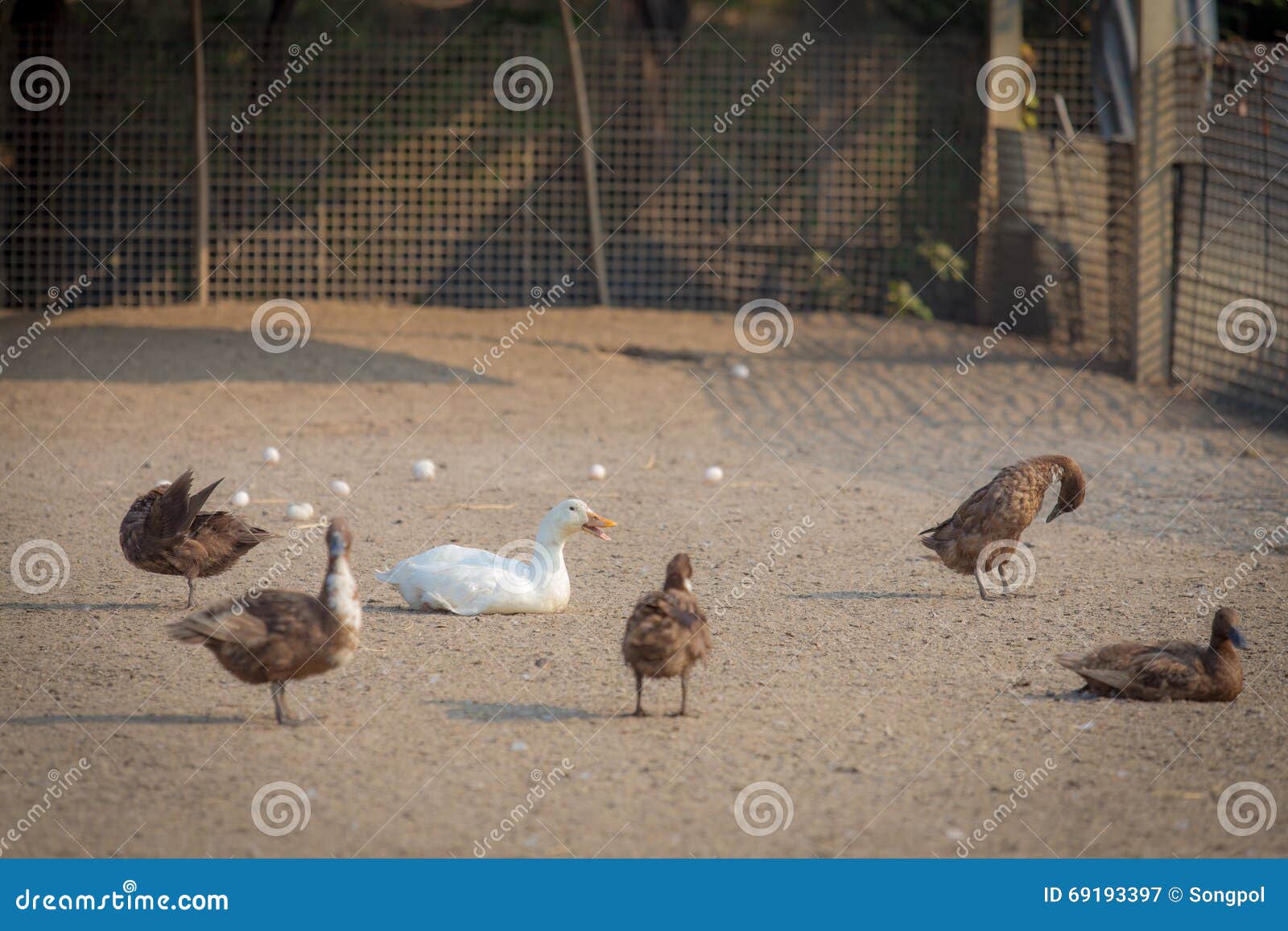 Ducks farm stock image. Image of green, beak, foot, bird - 69193397