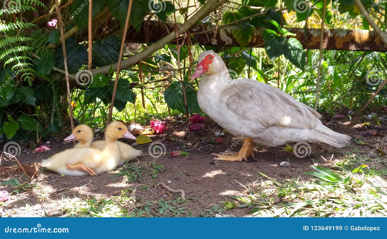 Ducks in a farm stock image. Image of ducks, farm, baby - 123649199