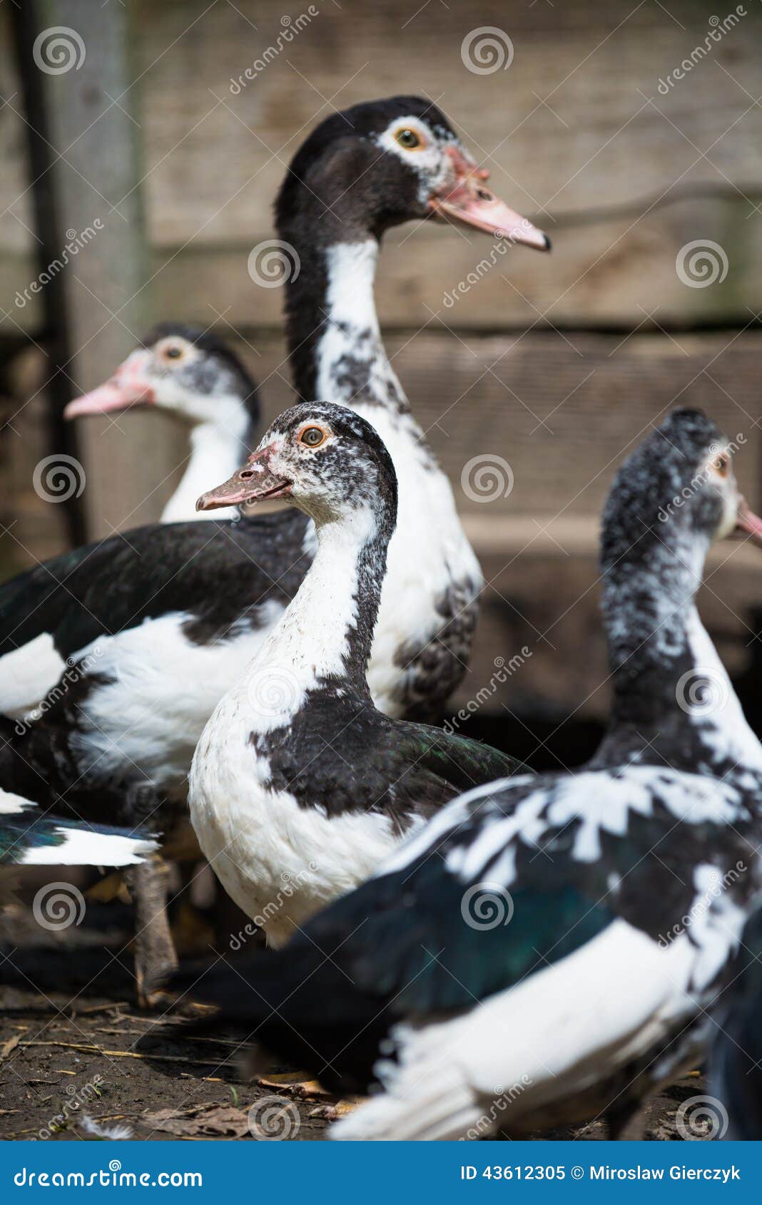 Ducks on the farm stock image. Image of laugh, beak, grass - 43612305
