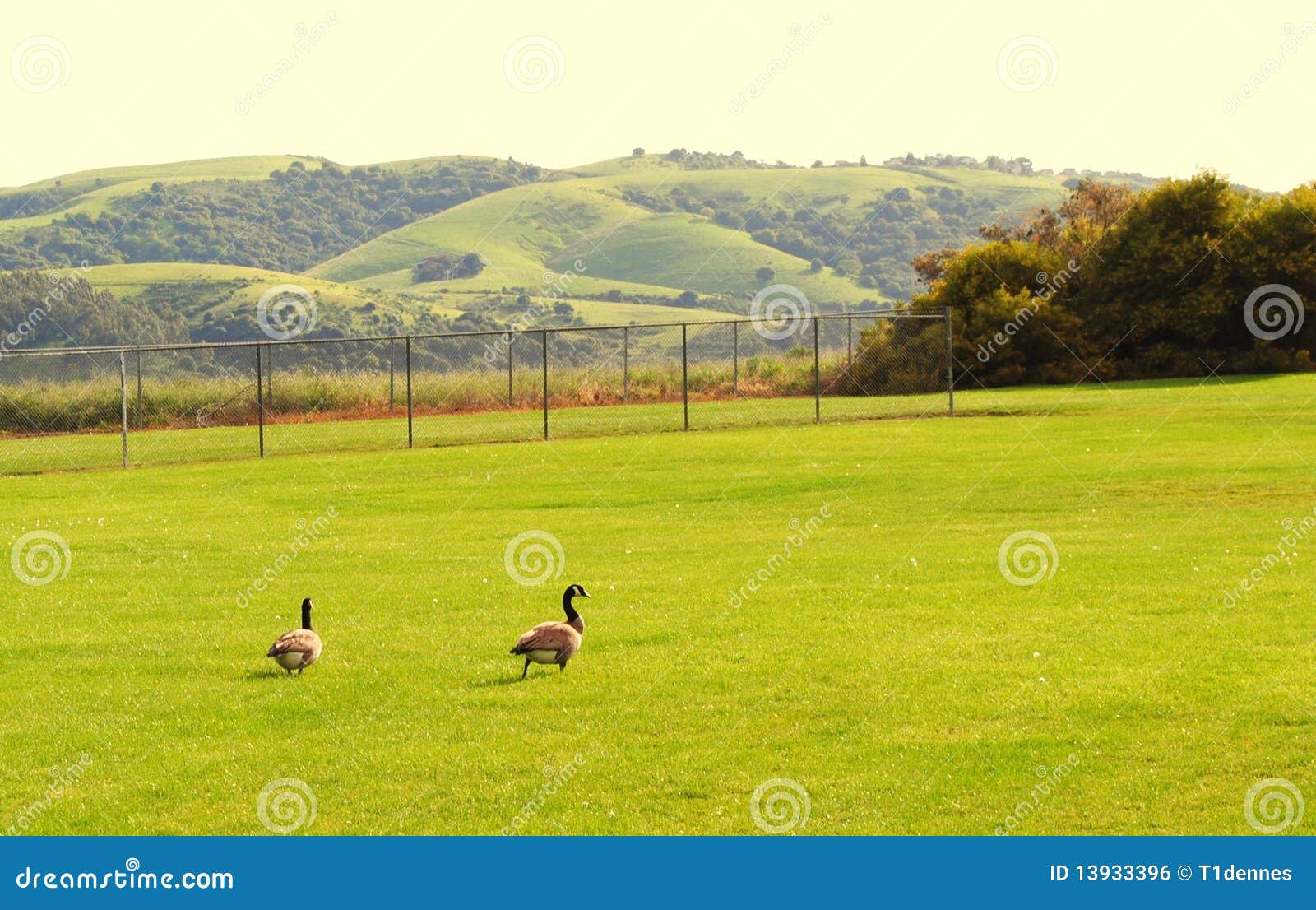 Ducks in the Field stock photo. Image of flora, growth - 13933396