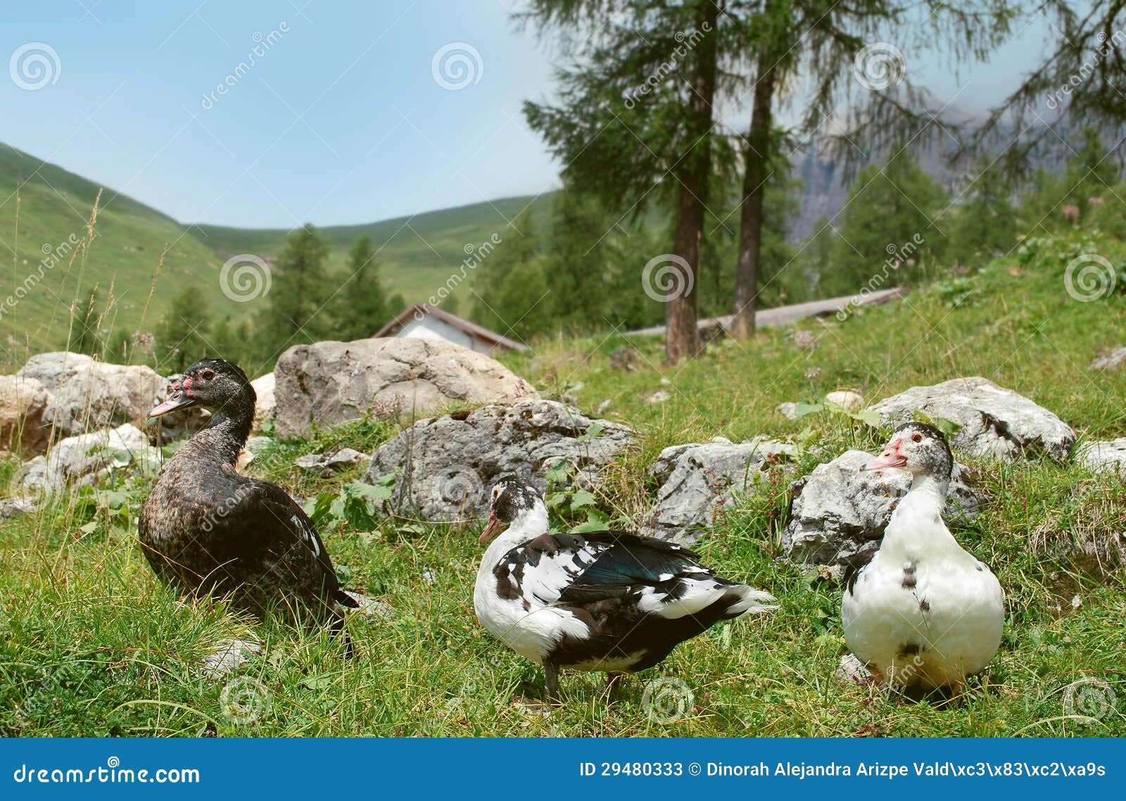 Ducks in the field stock image. Image of meadow, mountains - 29480333