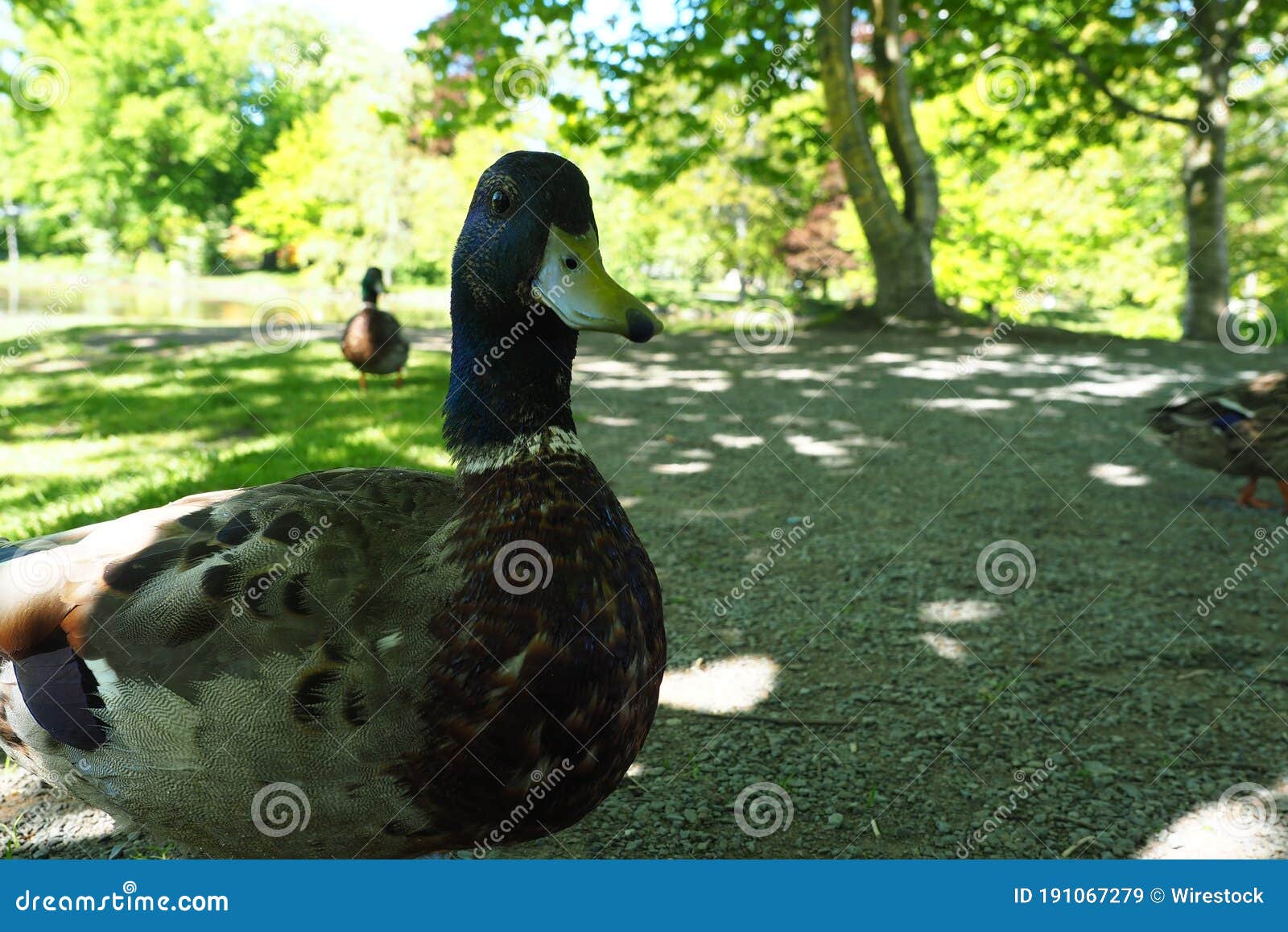 Ducks in a Field Captured during the Daytime Stock Image - Image of ...