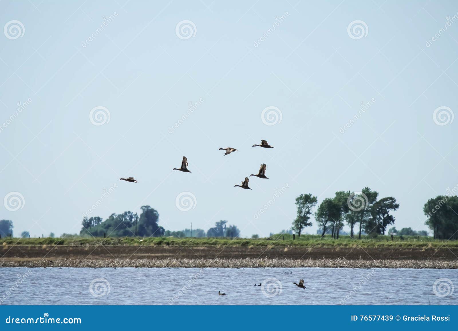 Ducks in field stock image. Image of wildlife, birds - 76577439