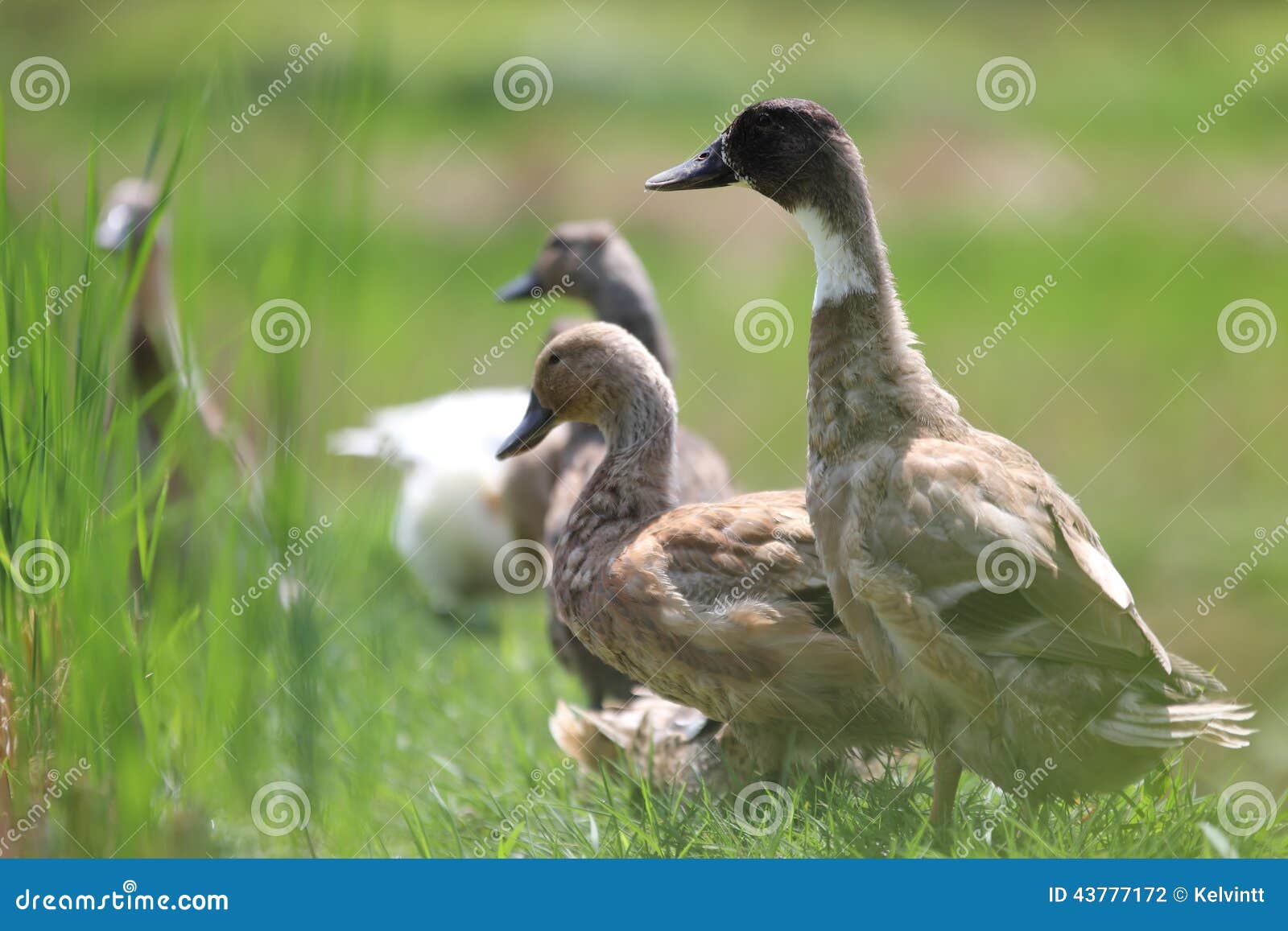 Ducks at Field stock photo. Image of grass, animal, ducks - 43777172
