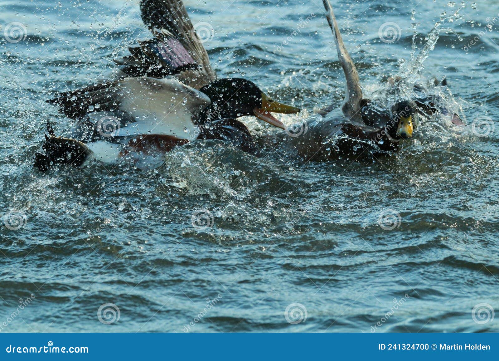 Ducks fighting each other stock photo. Image of wild - 241324700