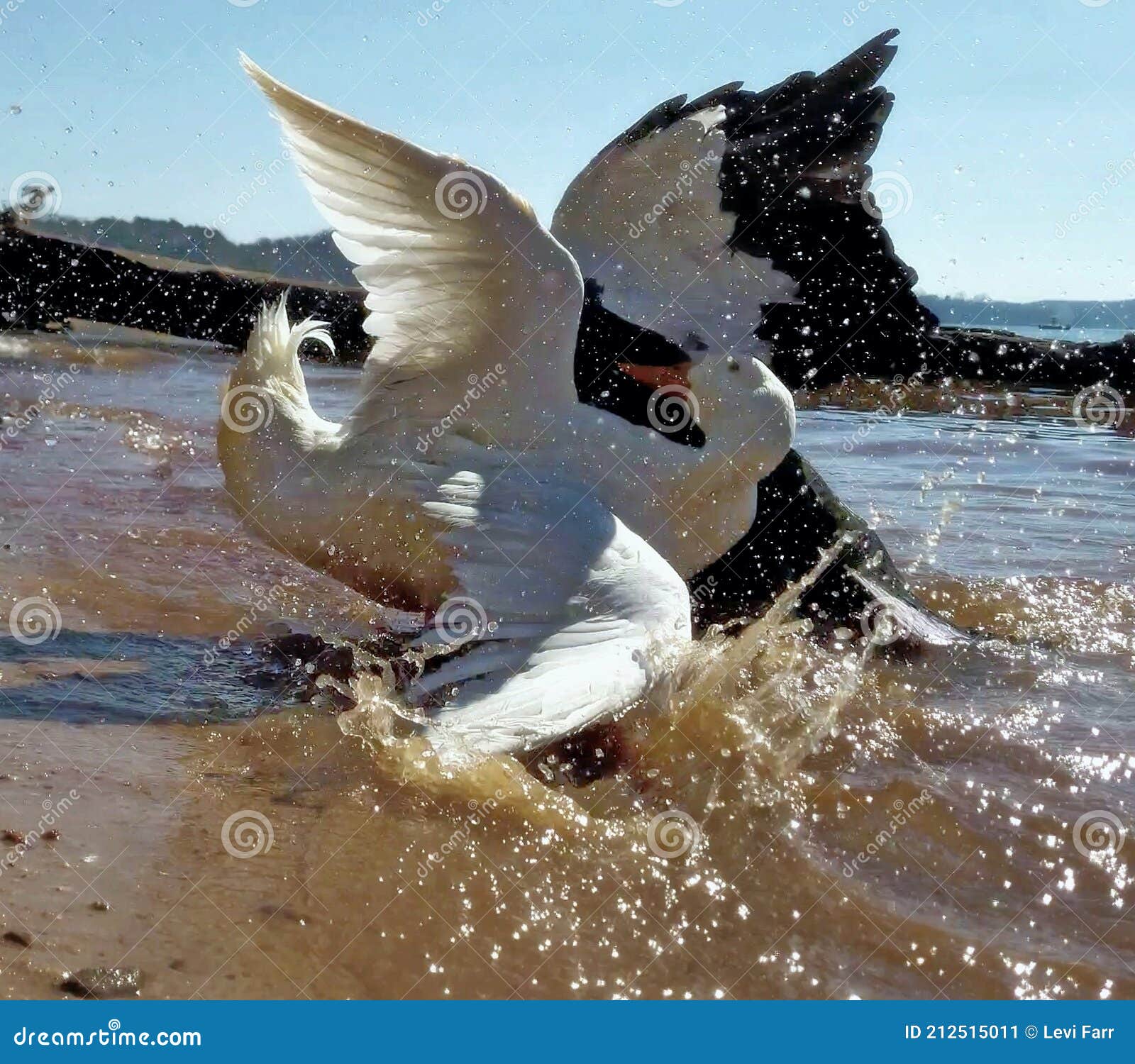 Ducks fighting stock image. Image of flight, water, ducks - 212515011