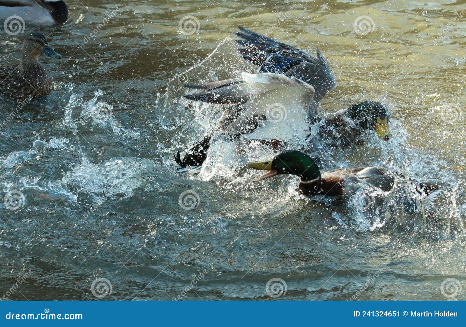 Ducks Fighting between Themselves Stock Image - Image of nature, animal ...
