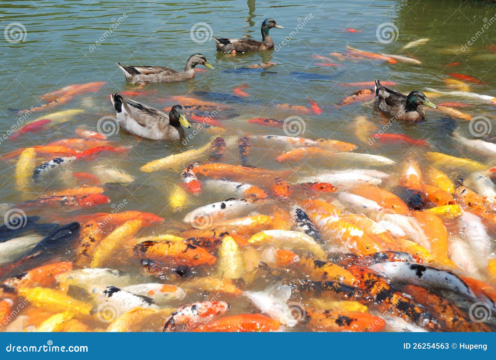 Ducks Koi Fish Pond Stock Photos - Free & Royalty-Free Stock Photos ...