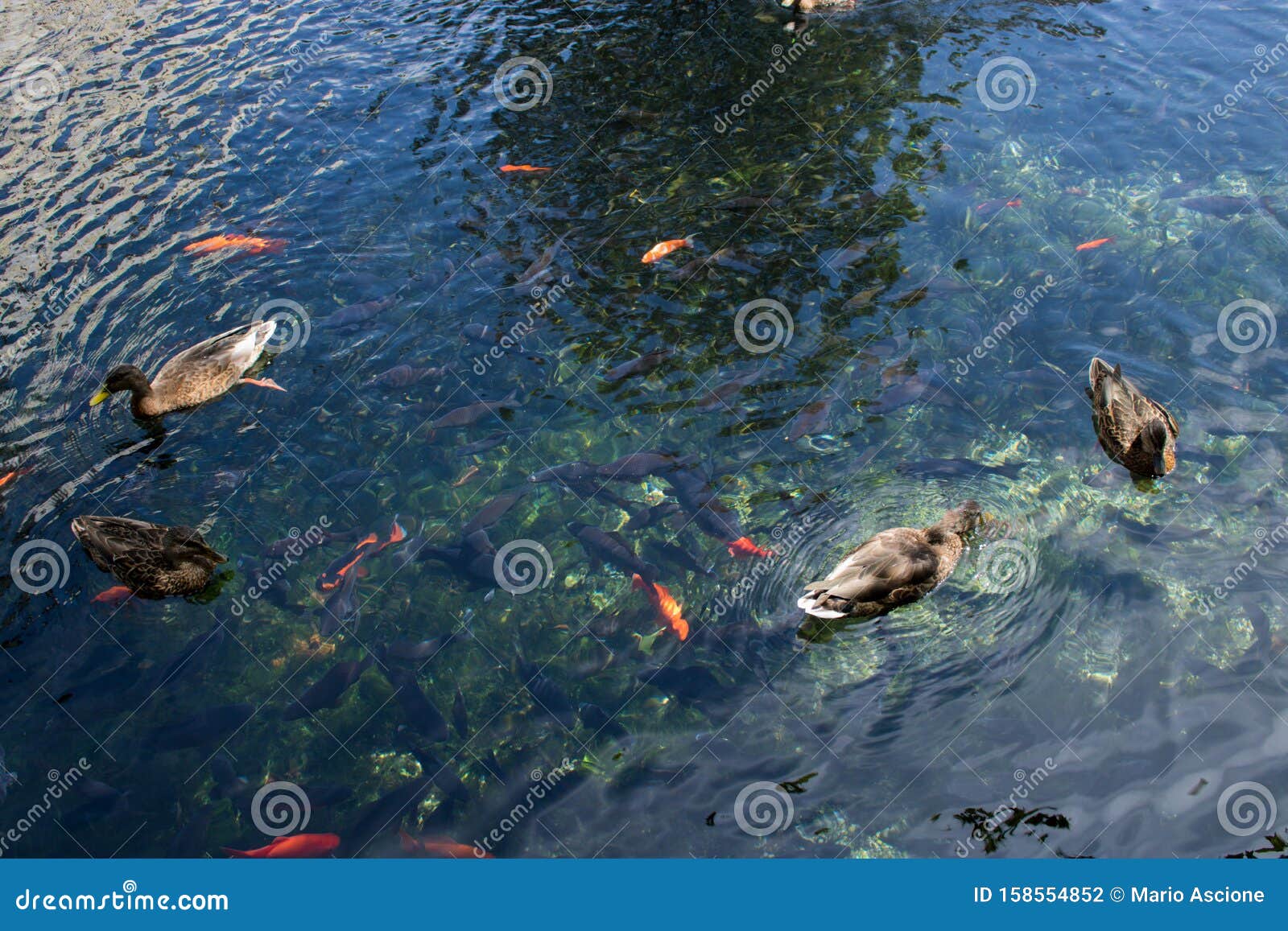 Ducks and fish stock photo. Image of pond, outside, lake - 158554852