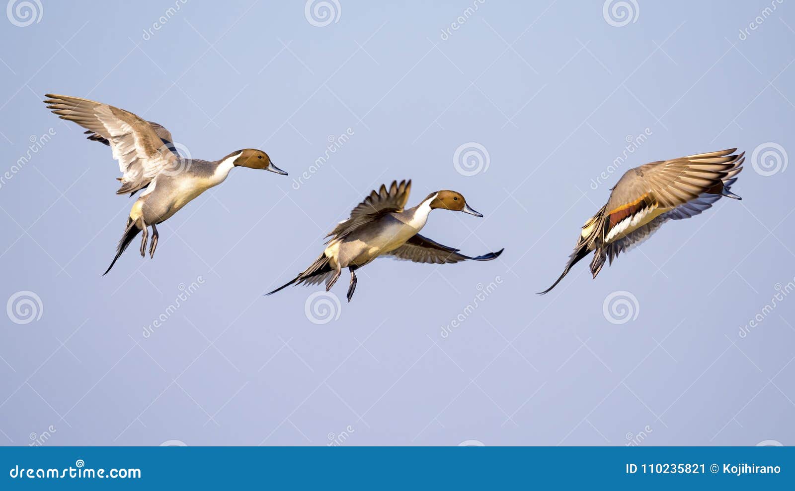 Ducks flapping sequence stock image. Image of wildlife - 110235821
