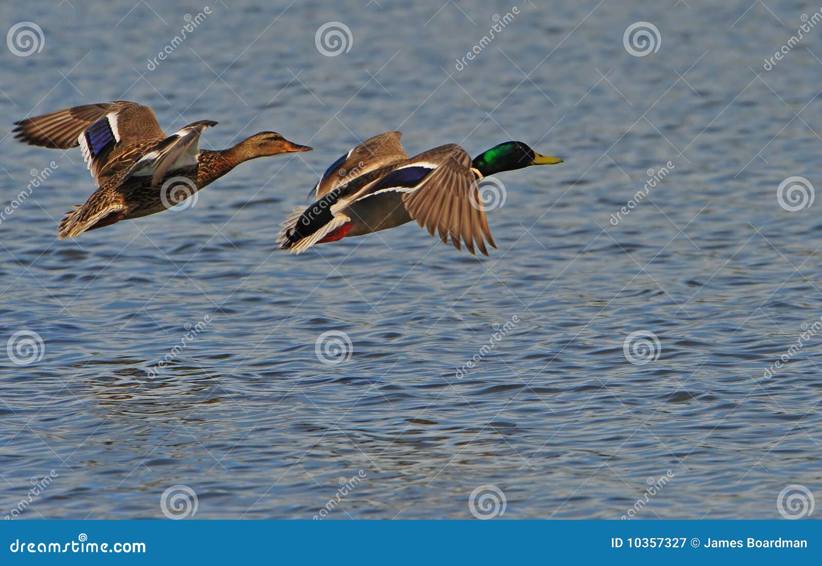 Ducks in flight stock image. Image of bills, flying, animals - 10357327