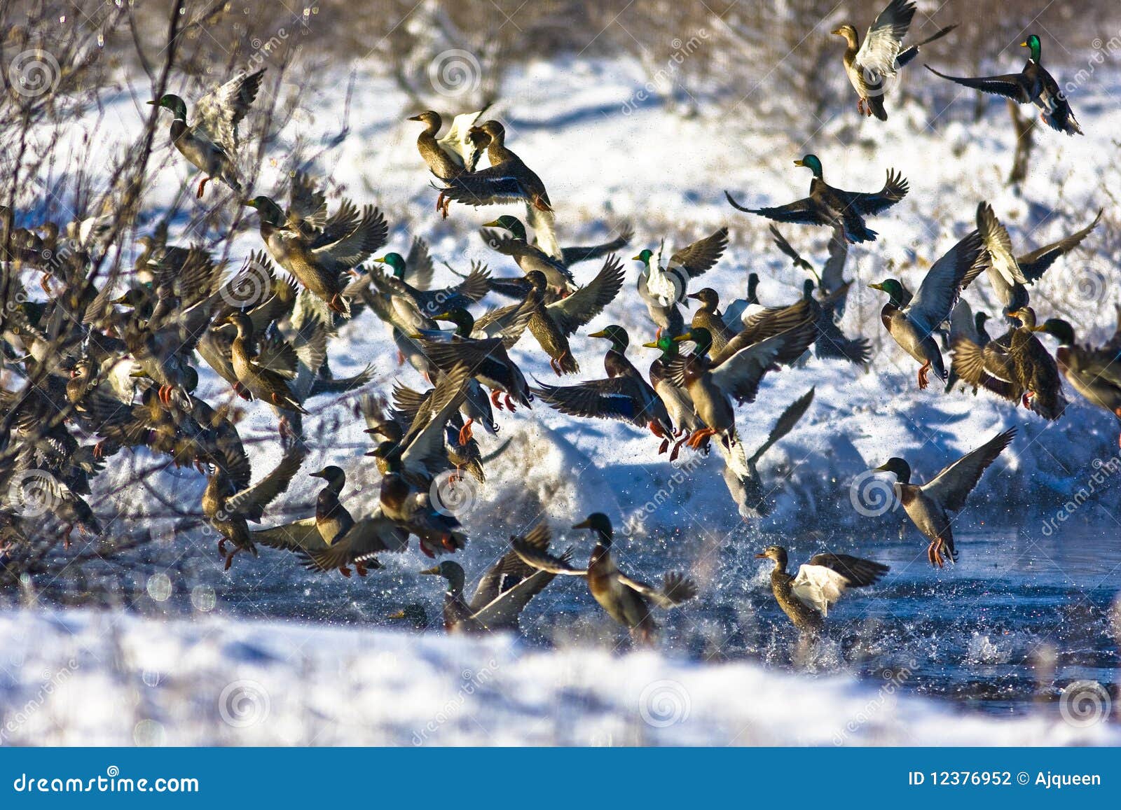 Ducks in Flight stock photo. Image of nebraska, water - 12376952