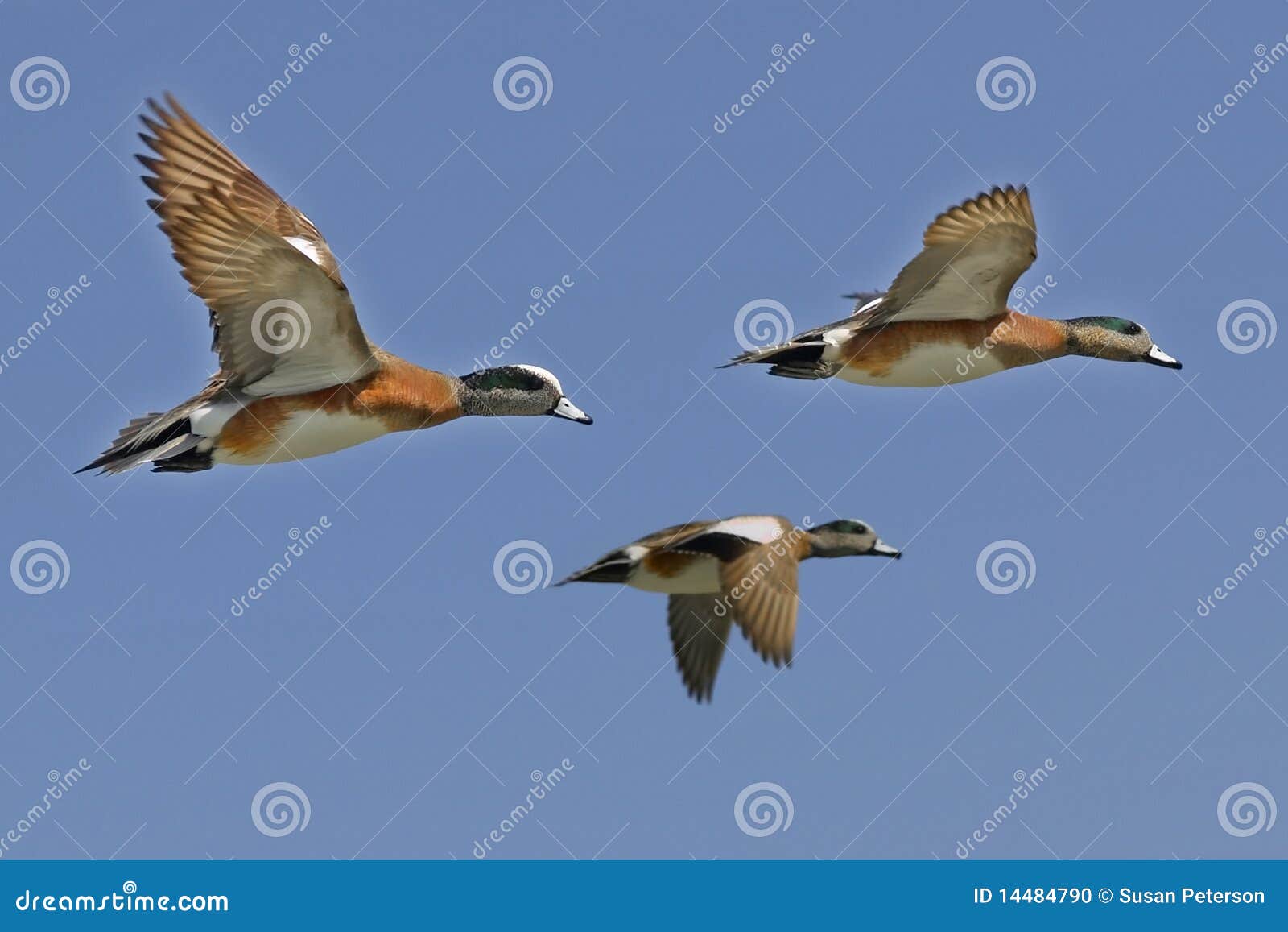 Ducks in Flight stock photo. Image of travel, bird, soaring - 14484790