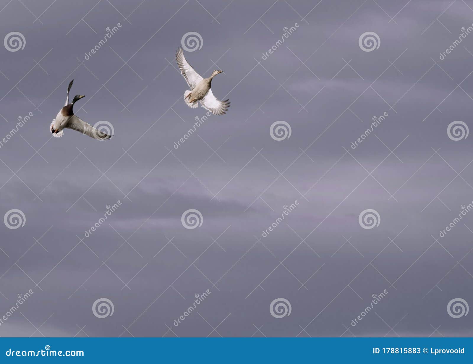 Ducks in-Flight stock image. Image of migration, flight - 178815883